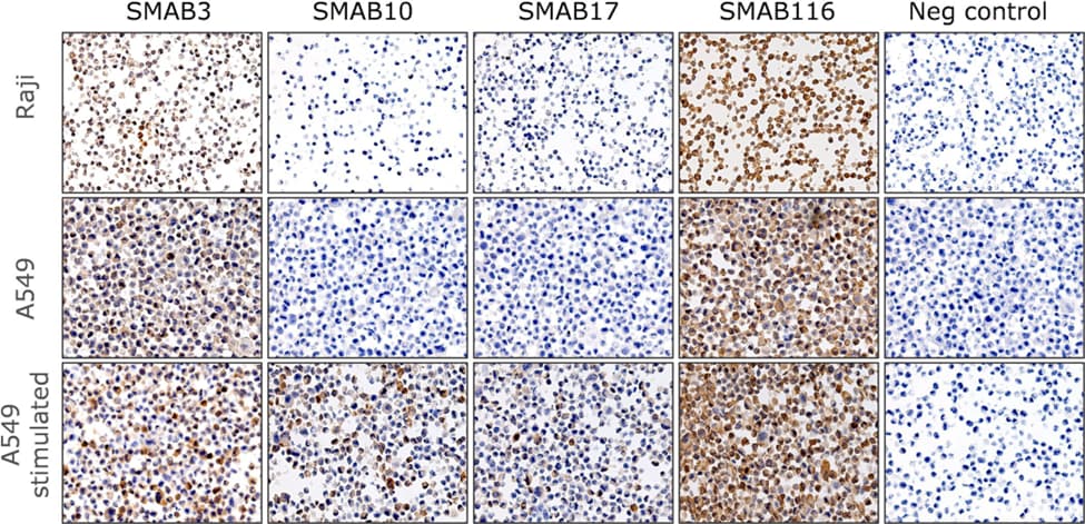 Developing an Immunohistochemistry Assay for Human Spermine Oxidase