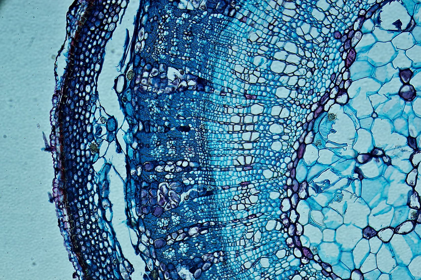 Fresh & Frozen Tissue Samples | Precision for Medicine