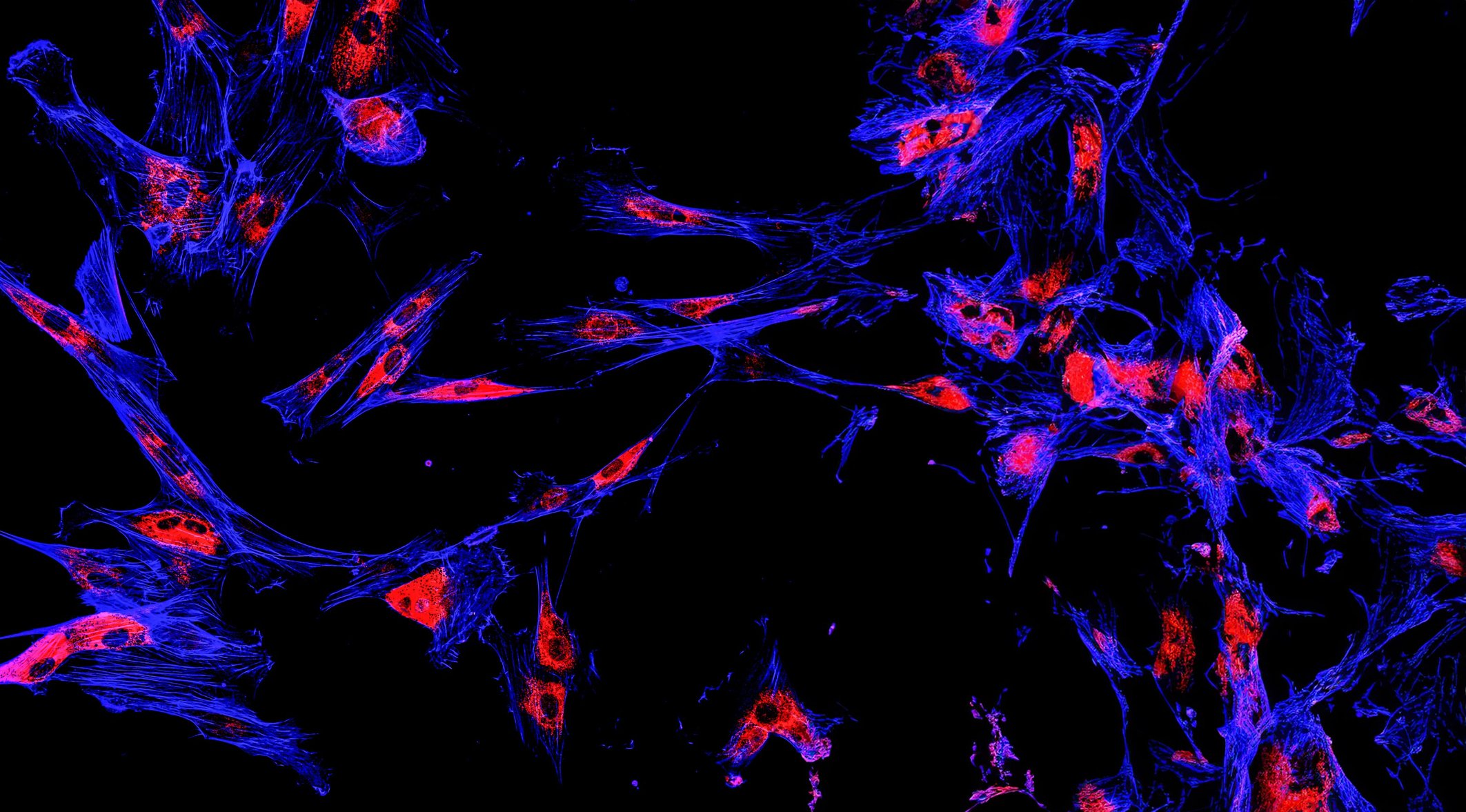 Multiplex Immunofluorescence | Precision for Medicine
