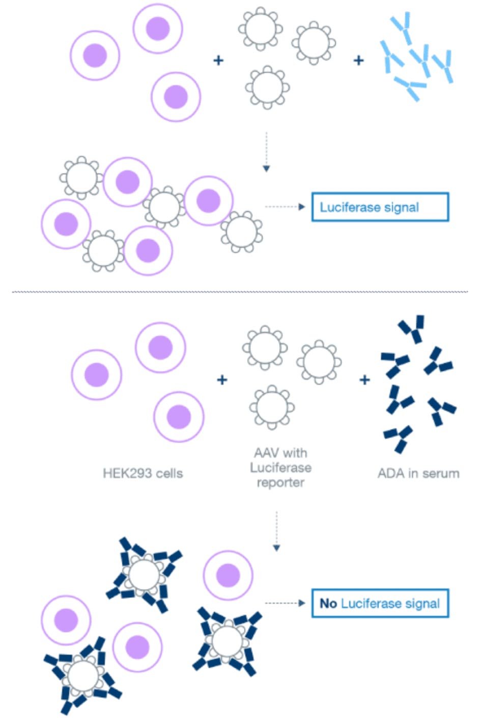 NAb & TAb Assays | Precision For Medicine
